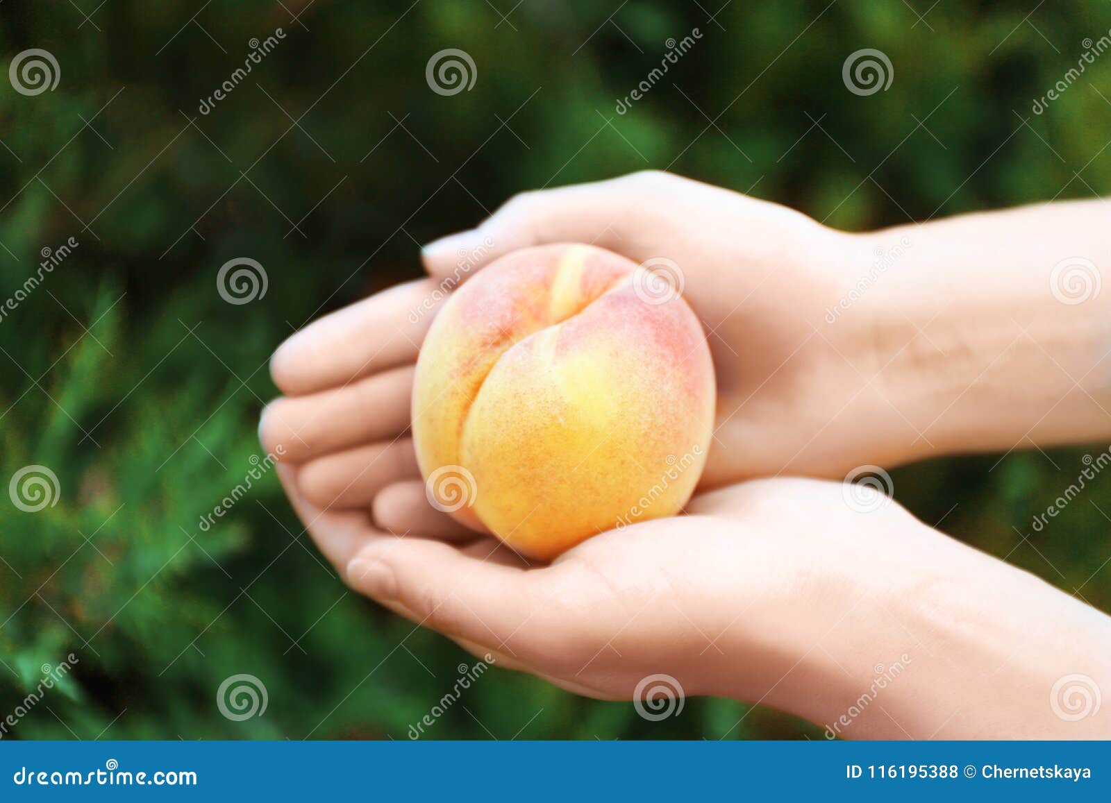 Female hands holding peach stock photo. Image of outdoors - 116195388