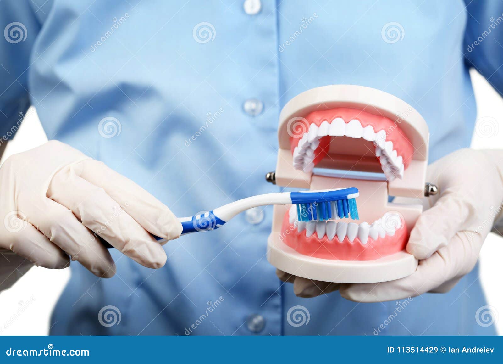 Teeth model and toothbrush stock image. Image of denture - 113514429