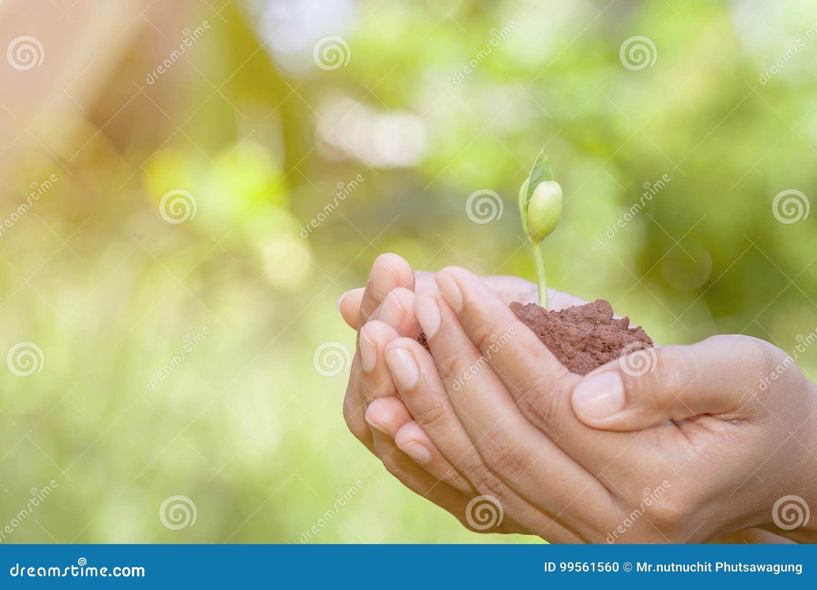 Female Hands Holding Tree Growing Stock Photo - Image of environment ...