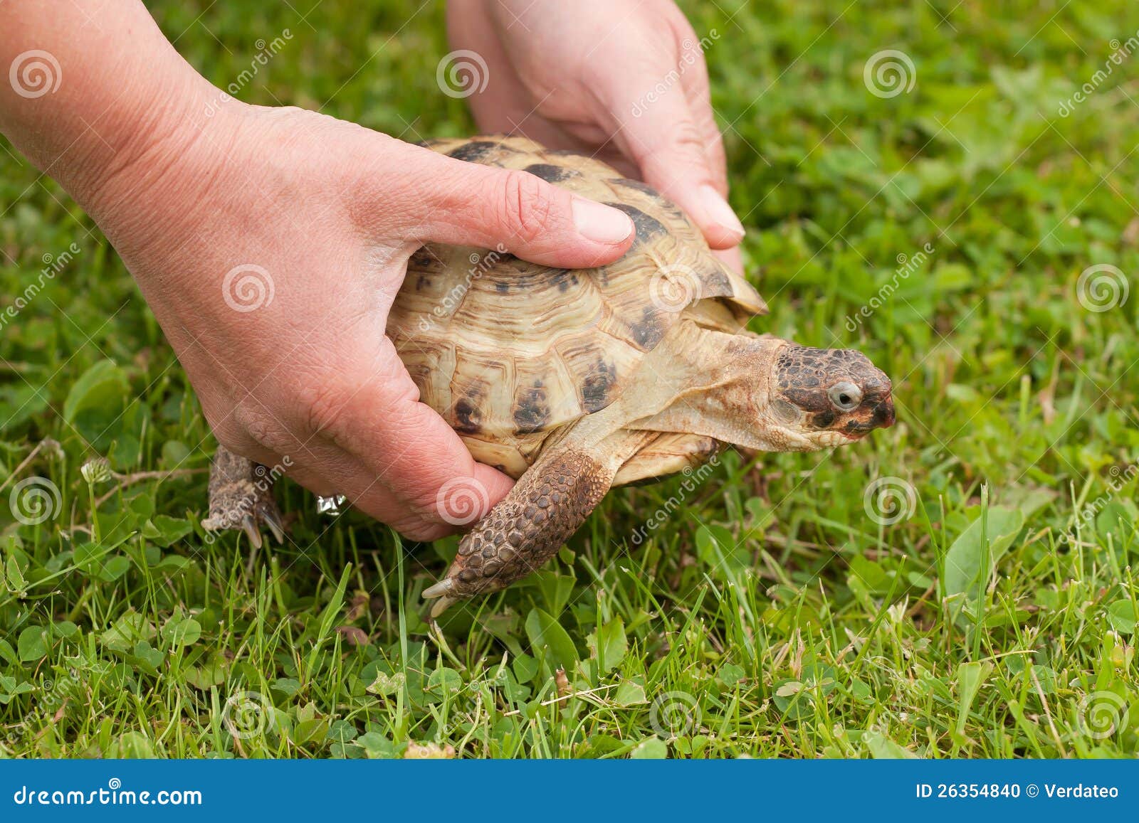 Female Hands Holding Turtle Stock Photo - Image of tortoise, crawler ...