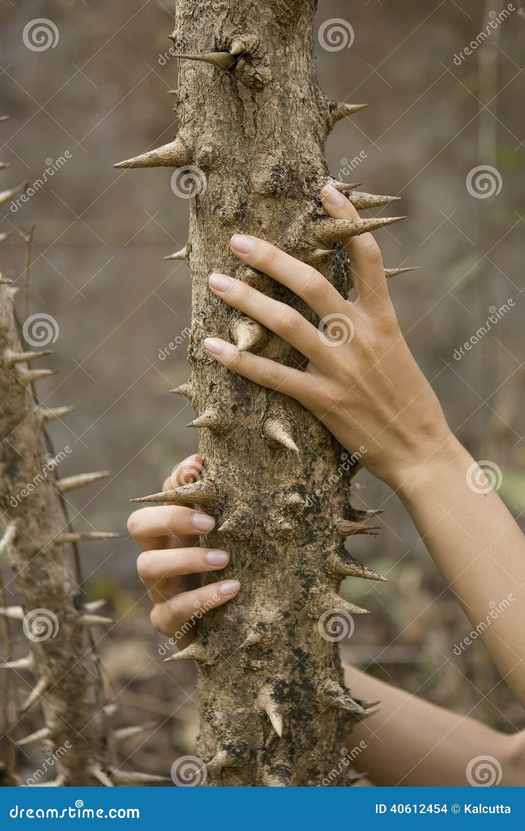 Female Hands Hugging a Spiny Tree Trunk Stock Photo - Image of prickly ...