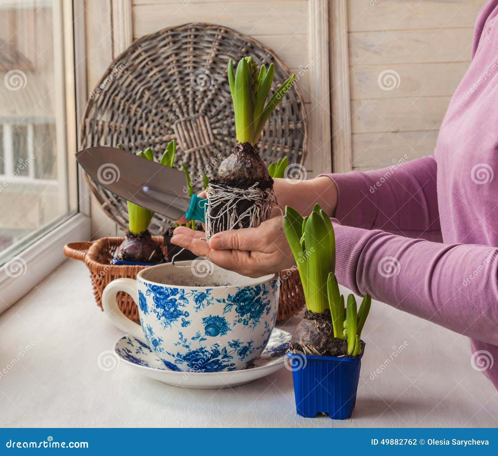 Female Hands Hyacinth in a Pot Transplanted Stock Photo - Image of gift ...