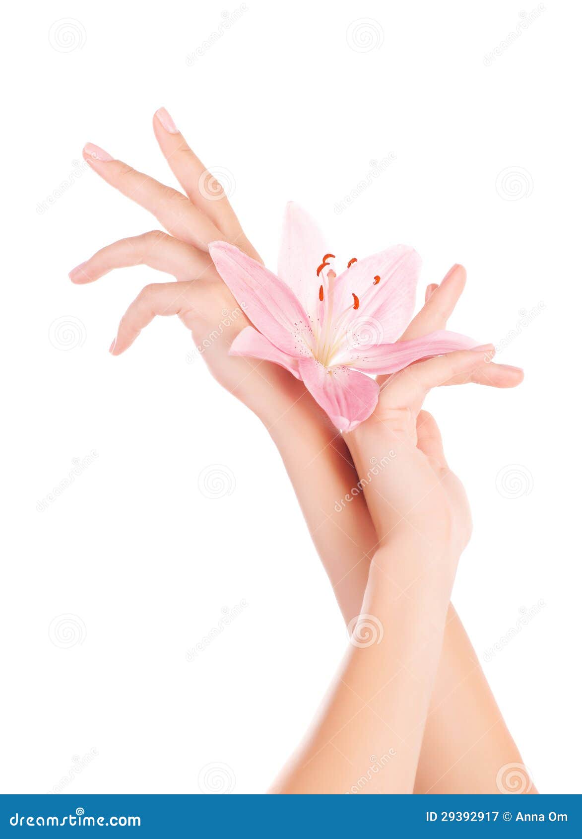 Female Hands with Lily Flowers Stock Image - Image of lilies, nails ... Female Hands with Lily Flowers Stock Image - Image of lilies, nails ...