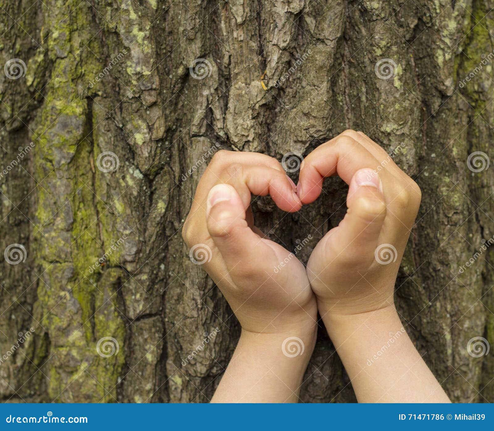 Female Hands Making an Heart Shape on a Trunk of a Tree. Stock Photo ...