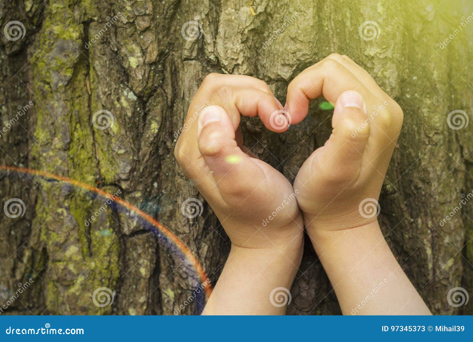 Female Hands Making an Heart Shape on a Trunk of a Tree. Stock Image ...
