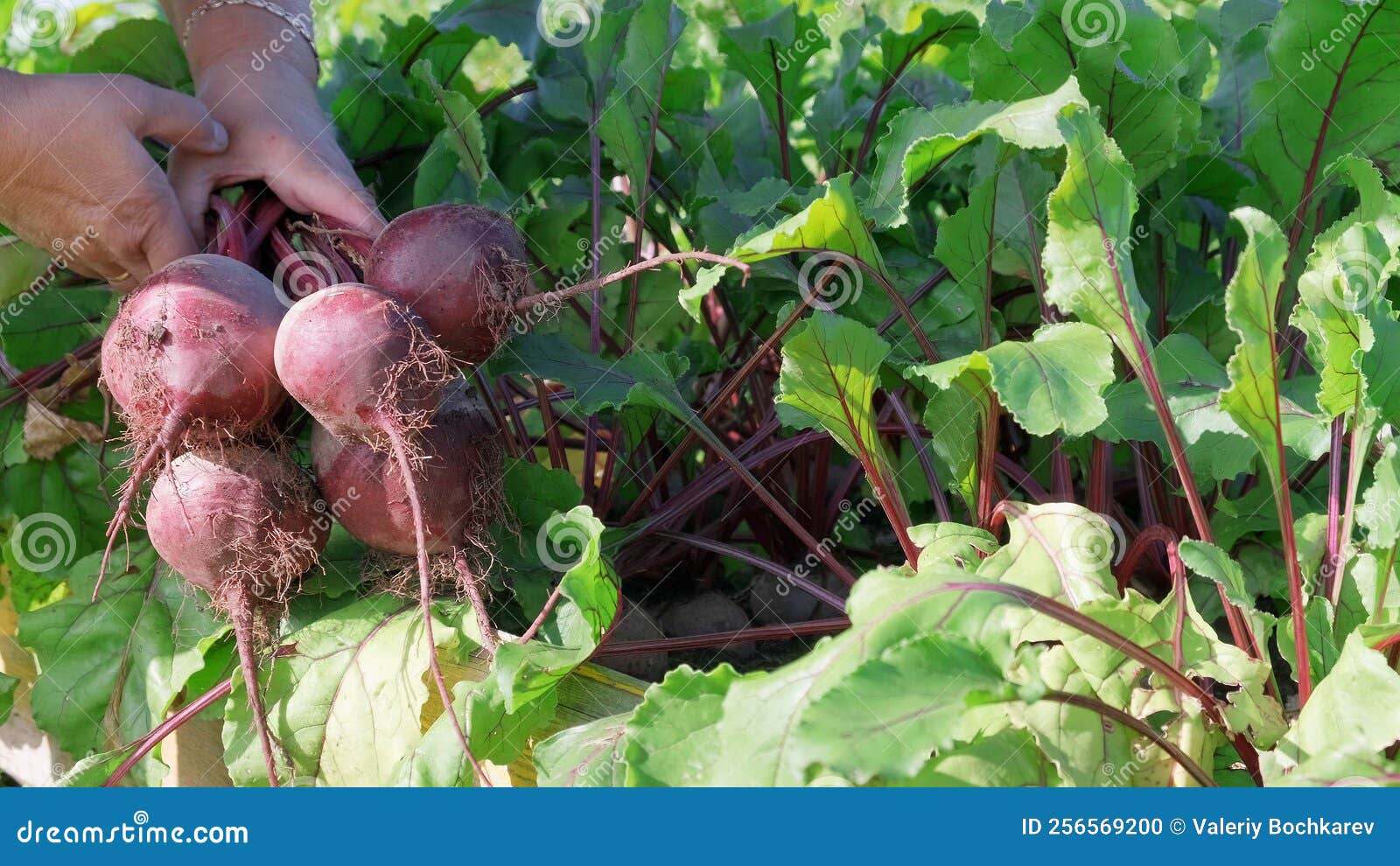 Female Hands Pull Out Fresh Beets from the Soil. Harvesting Beets in ...