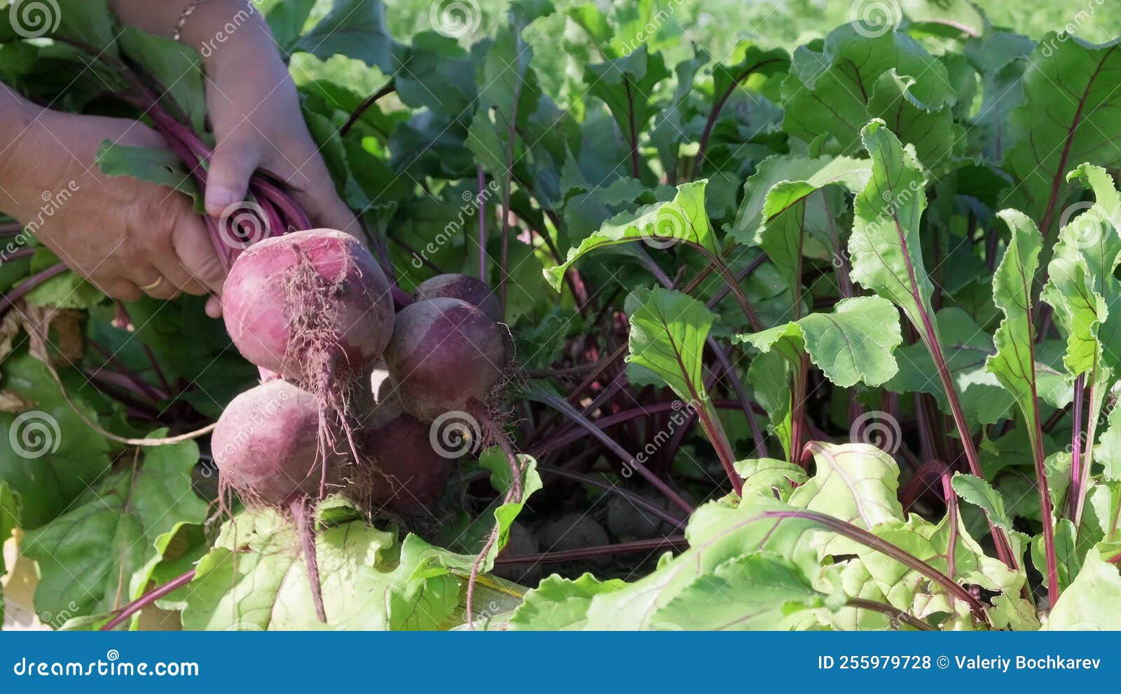 Female Hands Pull Out Fresh Beets from the Soil. Stock Footage - Video ...