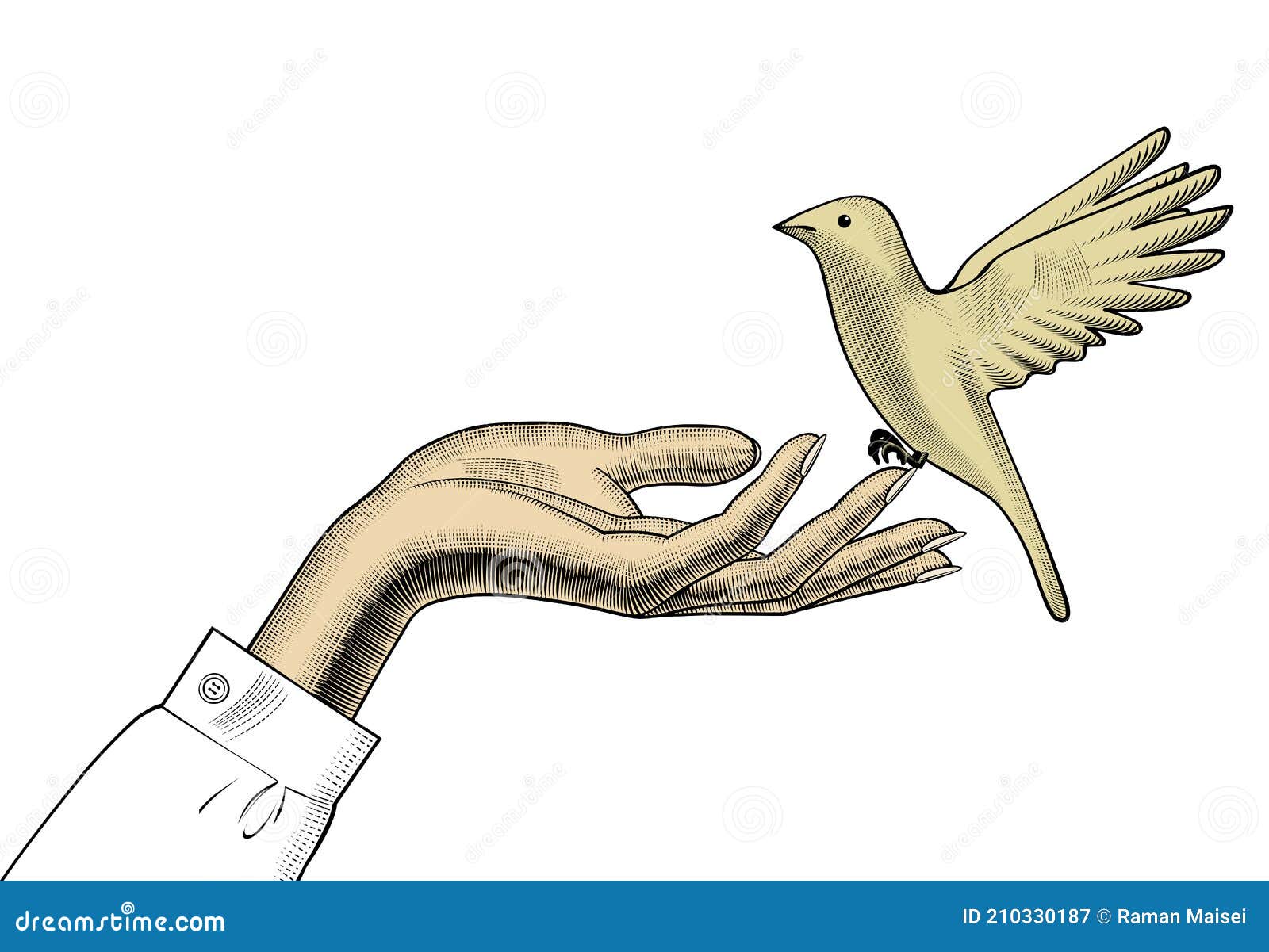 Female Hands Release a White Bird. Stock Vector - Illustration of ...