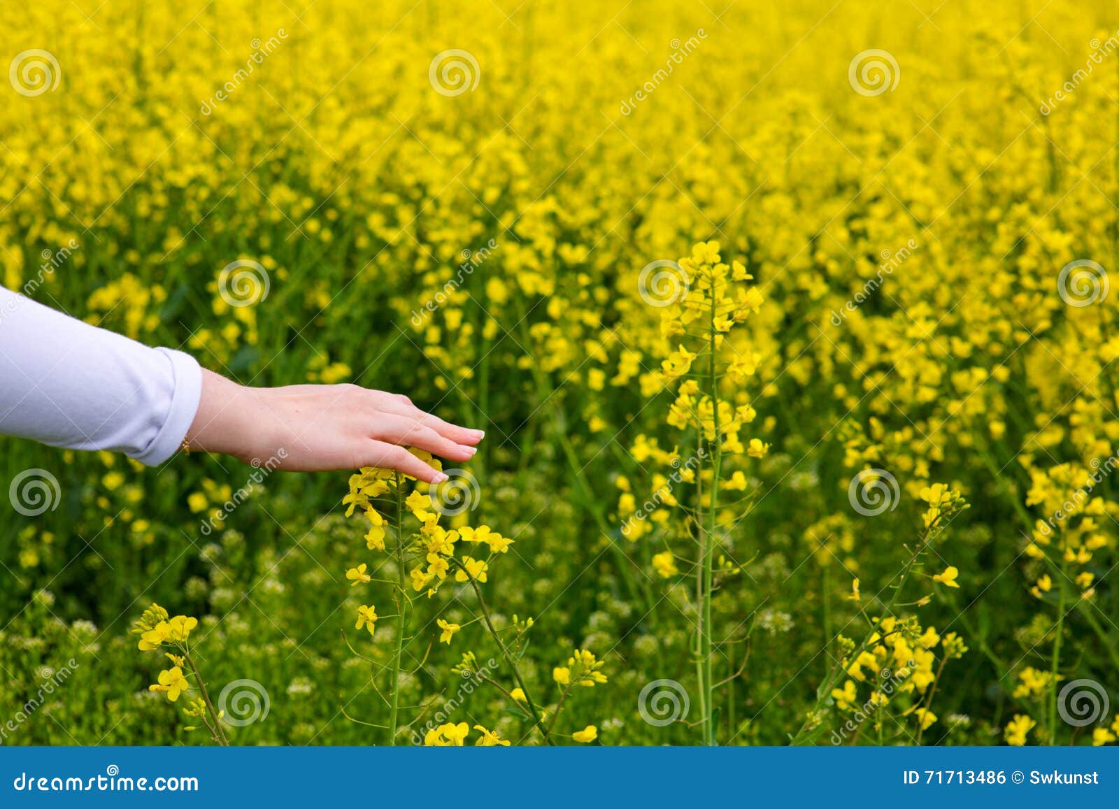 Female Hands Touching Flowers. Stock Photo - Image of season, oilseed ...