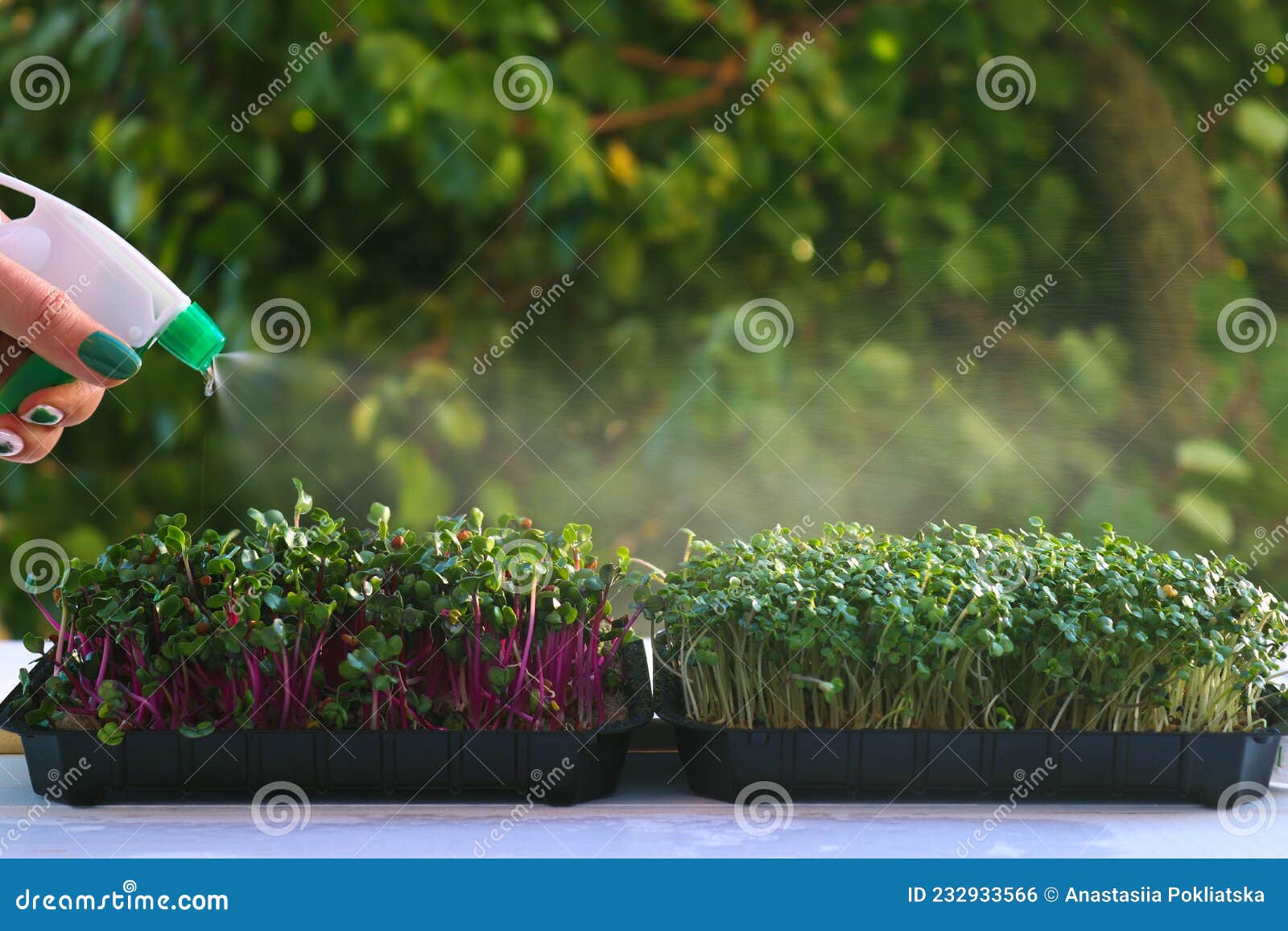 Female Hands Watering Microgreen With Hand Sprayer Copy Space Growing