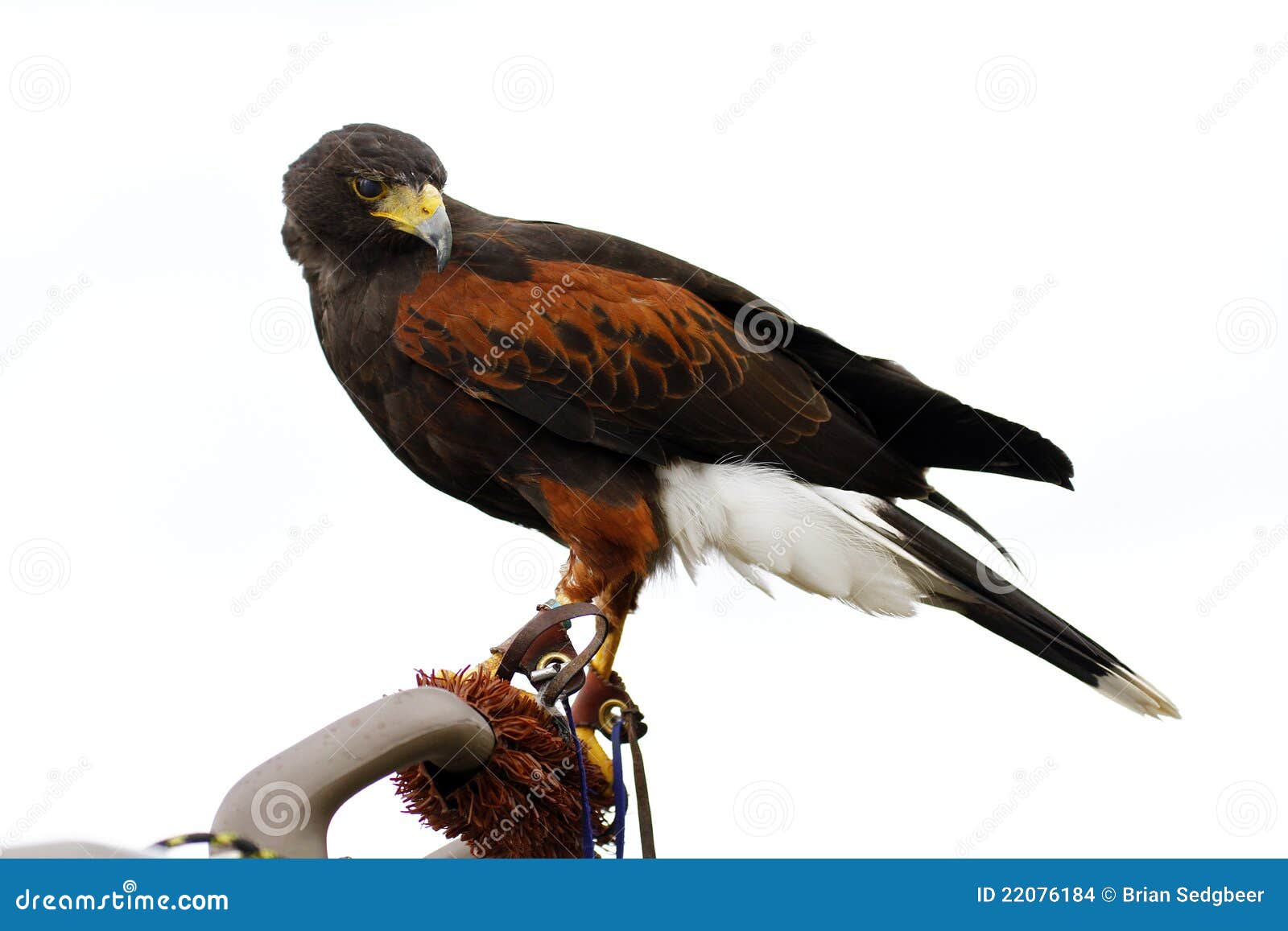 Female Harris Hawk stock photo. Image of jessies, brown - 22076184
