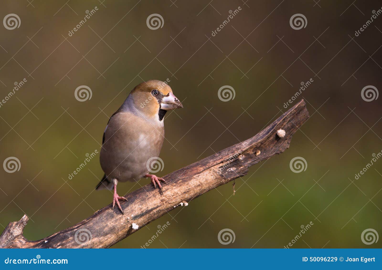 Female Hawfinch on branch stock image. Image of fringilliidae - 50096229