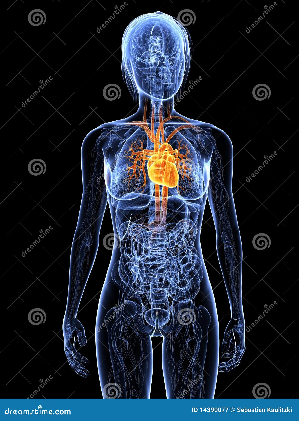 Female heart stock illustration. Illustration of spleen - 14390077