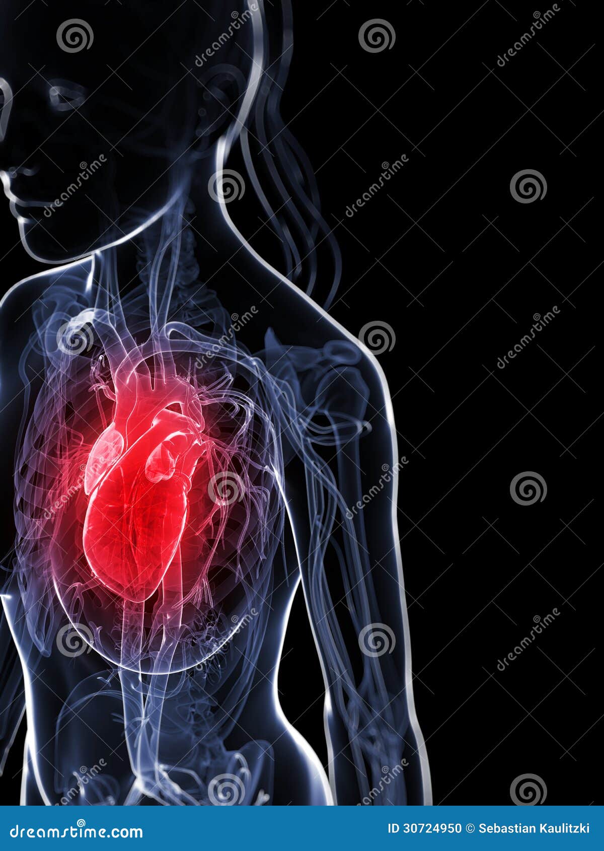 Female heart stock illustration. Illustration of bones - 30724950