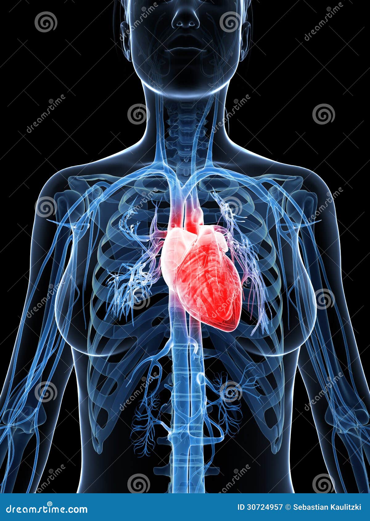 Female heart stock illustration. Illustration of human - 30724957