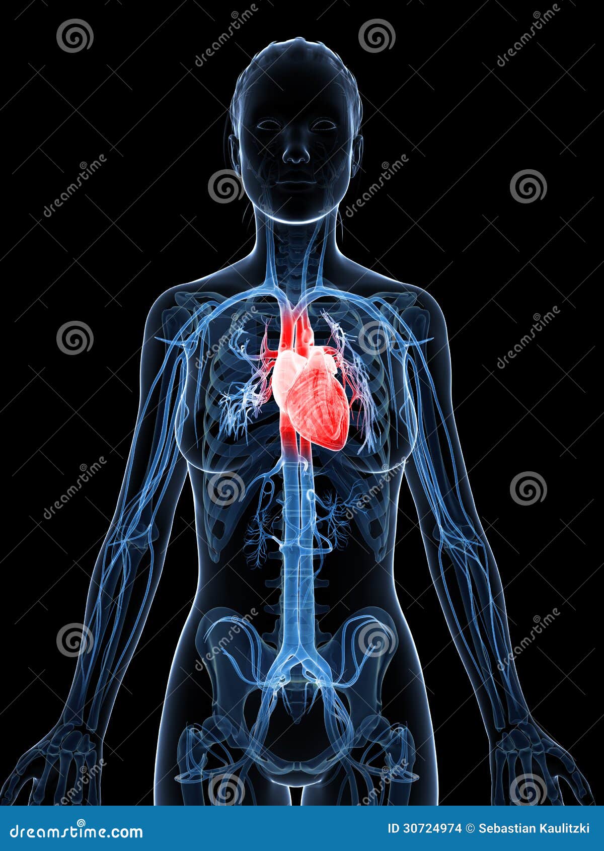 Female heart stock illustration. Illustration of energy - 30724974