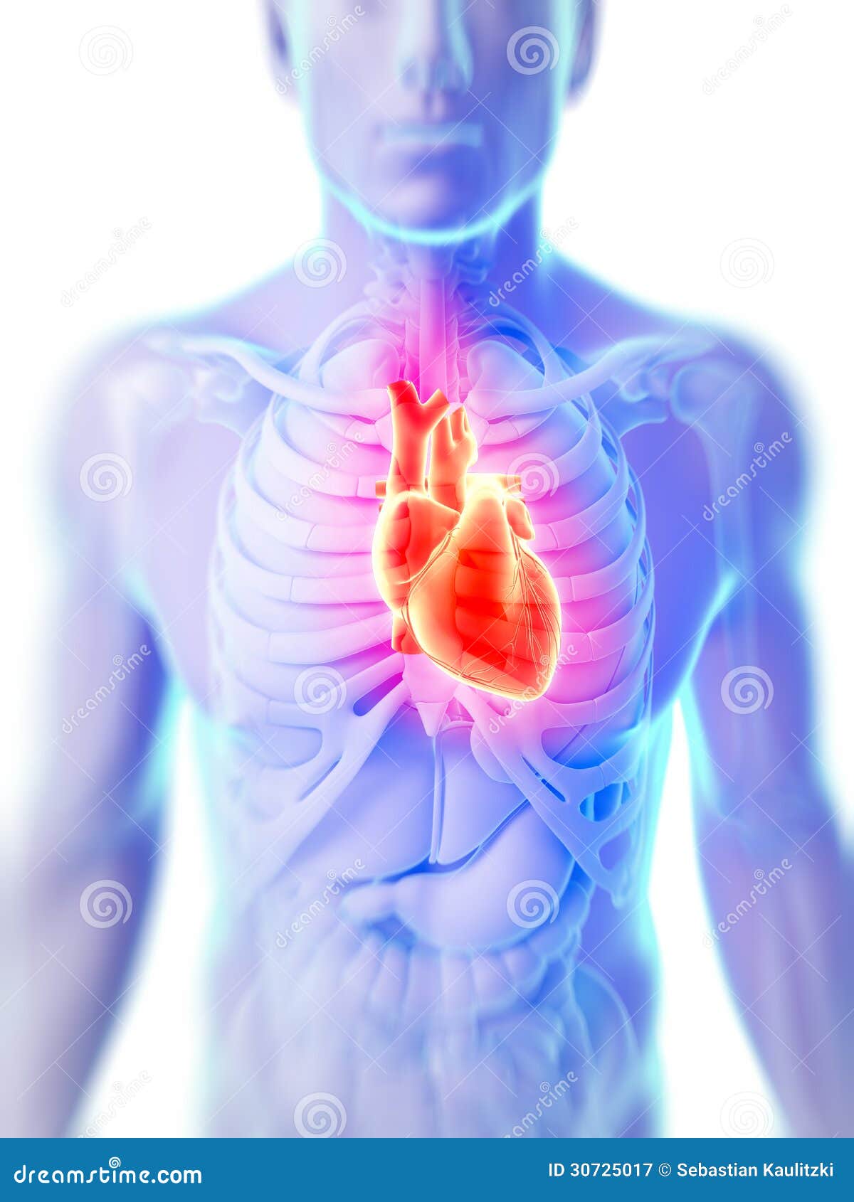 Female heart stock illustration. Illustration of brain - 30725017