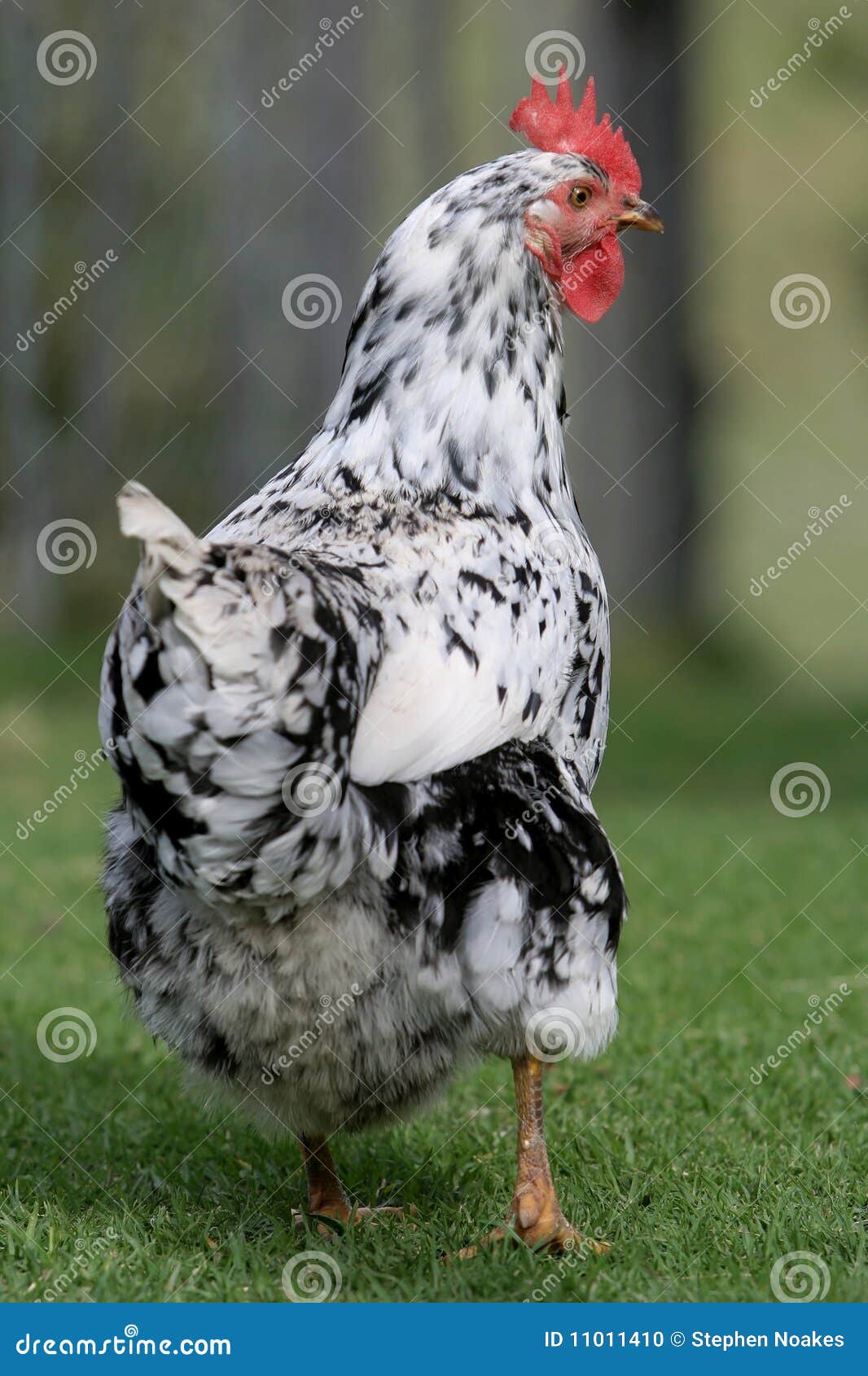 Female Hen stock photo. Image of livestock, food, animal - 11011410