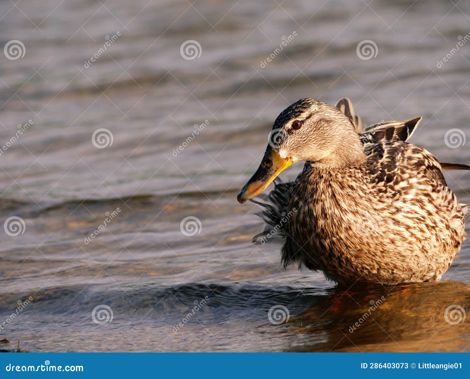 Female Hen Duck by the Water Side Close Up Shot Stock Image - Image of ...