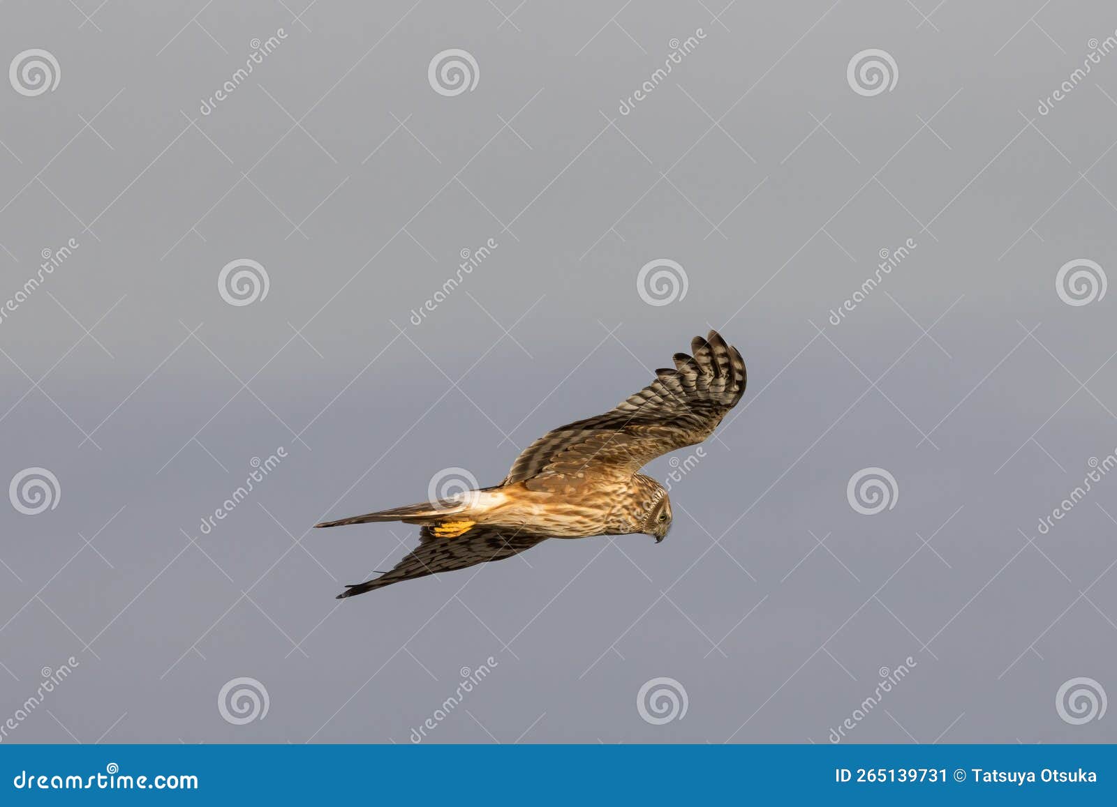 Female Hen Harrier in Flying. Stock Image - Image of wild, female ...