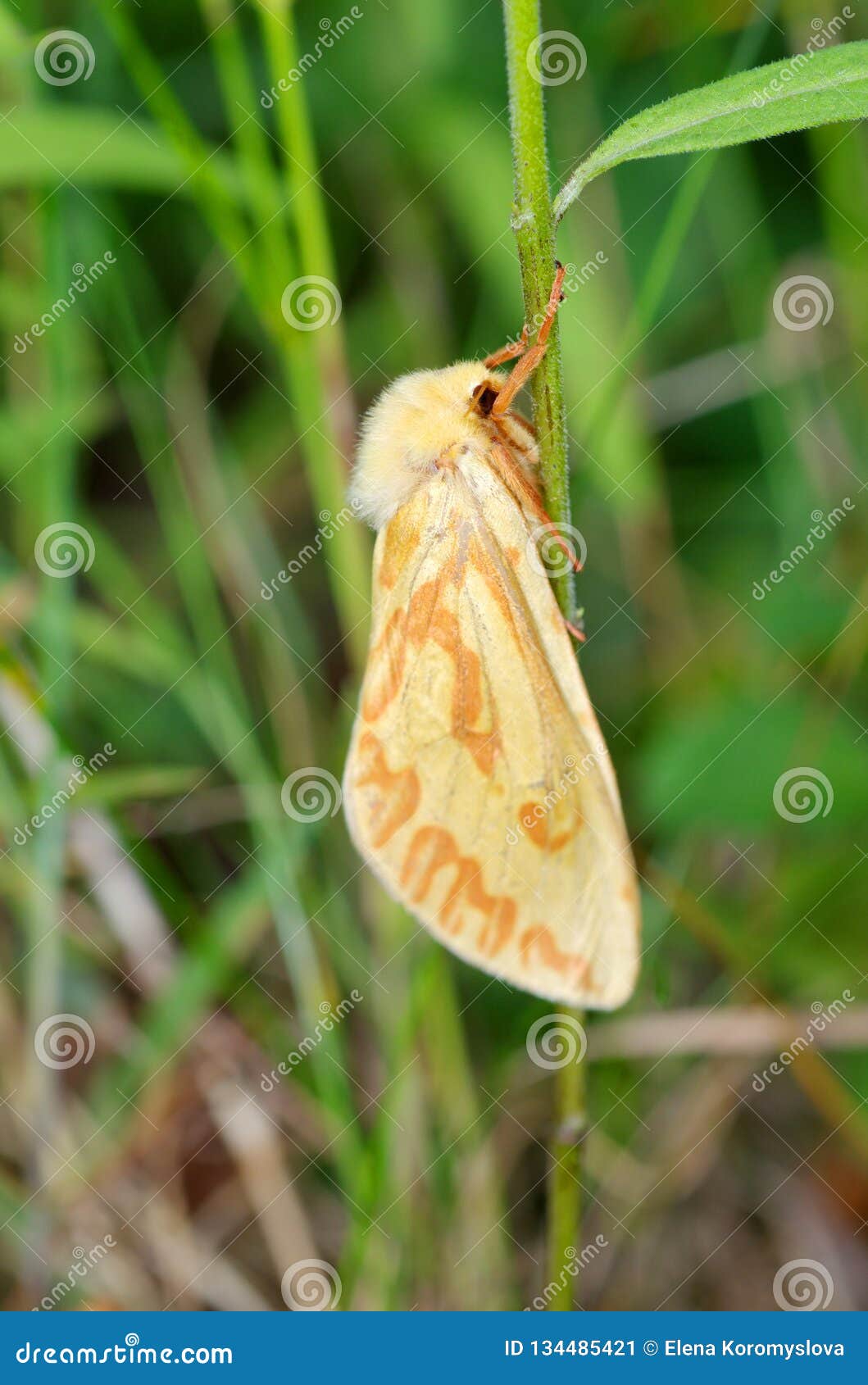 Female Ghost Moth Hepialus Humuli Stock Image - Image of night, blade ...