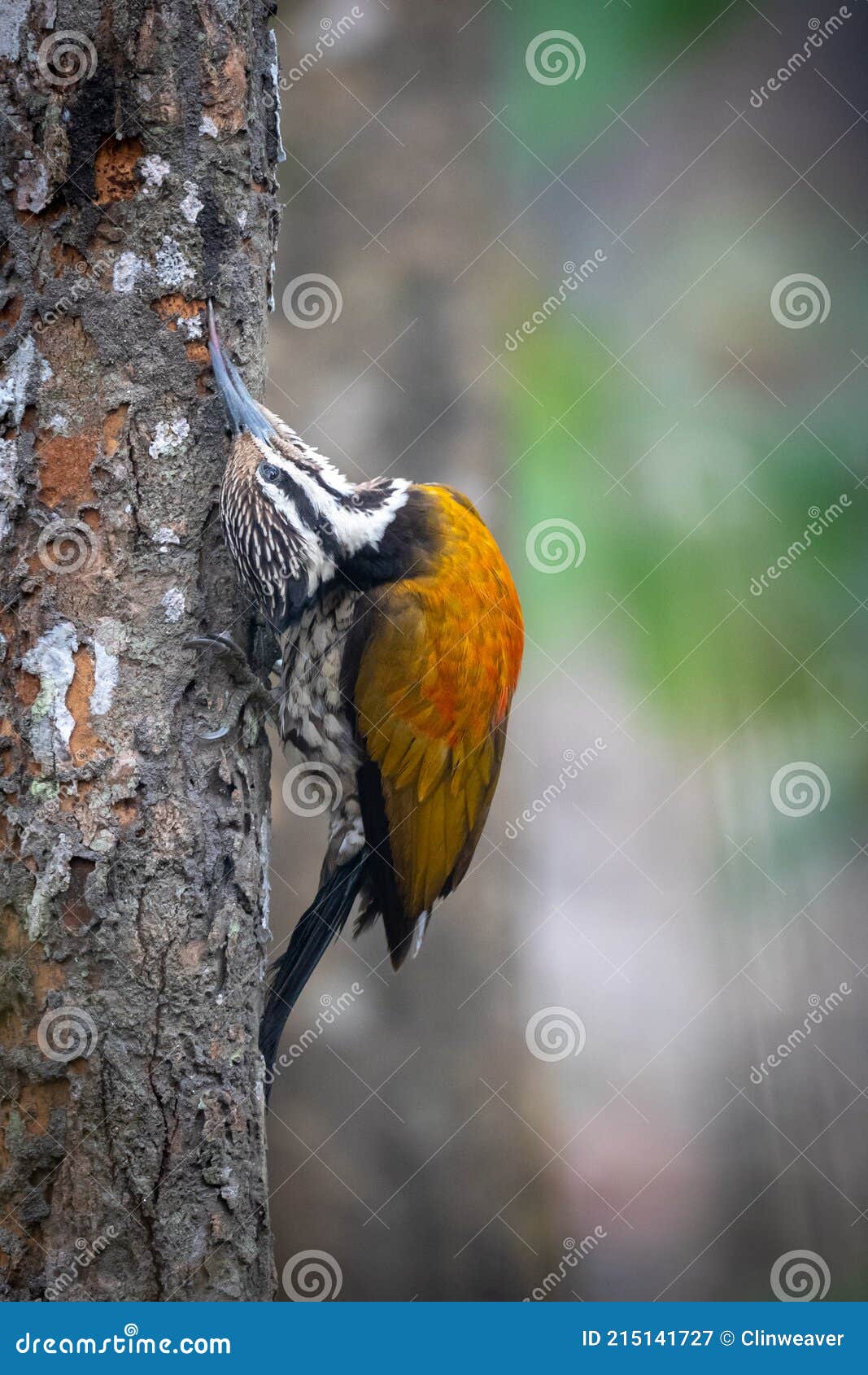 Female Himalayan Flameback On Tree Royalty-Free Stock Photo ...