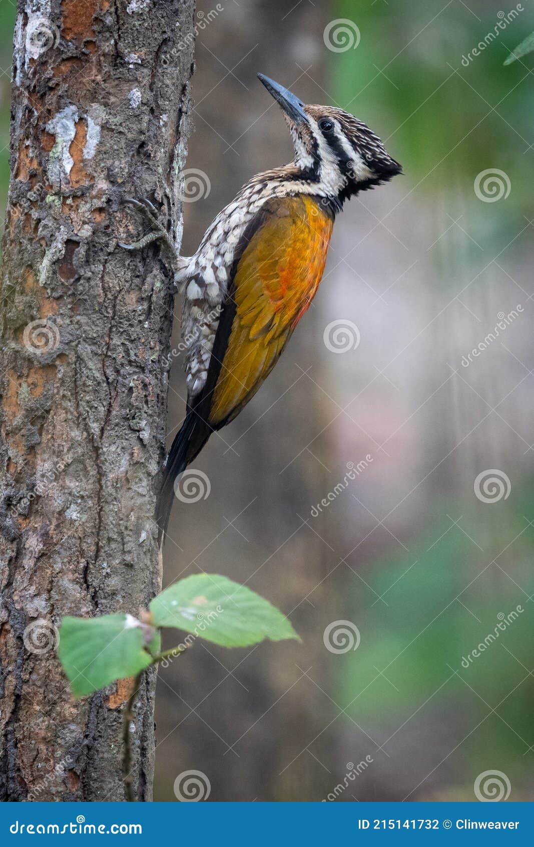 Female Himalayan Flameback On Tree Royalty-Free Stock Photo ...