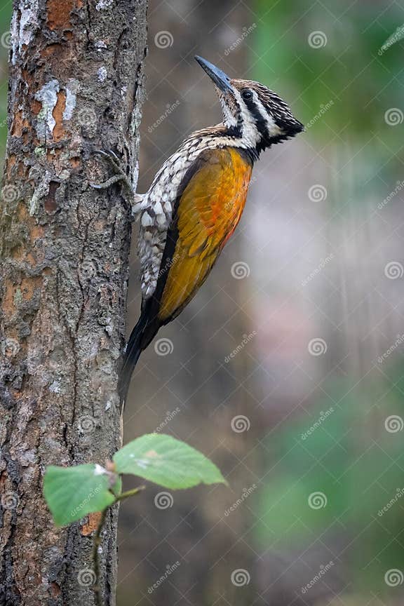 Female Himalayan Flameback on Tree Stock Photo - Image of flameback ...