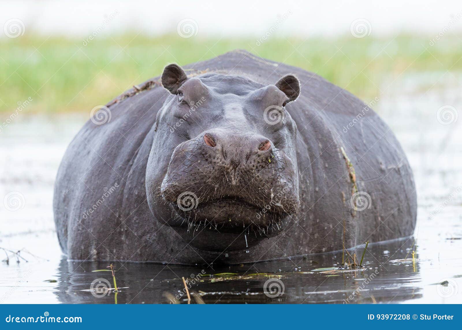 Female Hippo, Chobe, River, Botswana Stock Photo - Image of chobe ...