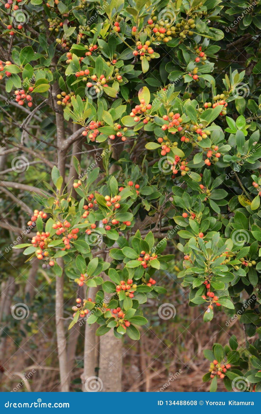 Ilex integra berries stock photo. Image of genus, natural - 134488608