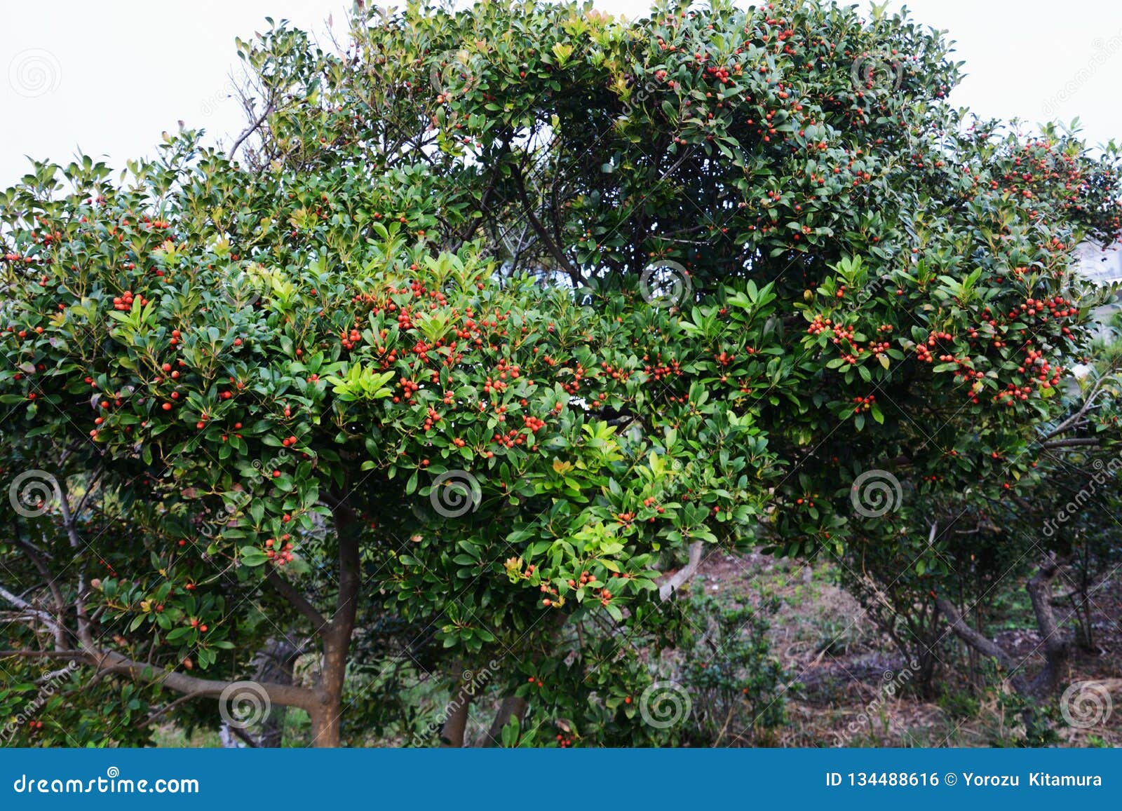 Ilex integra berries stock photo. Image of beautiful - 134488616
