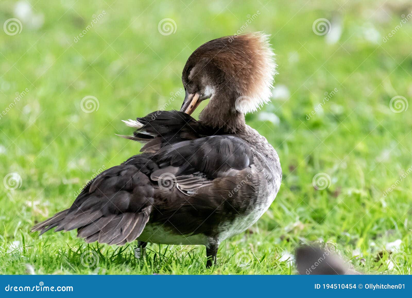 A Female Hooded Merganser Preening. Stock Photo - Image of mallard ...