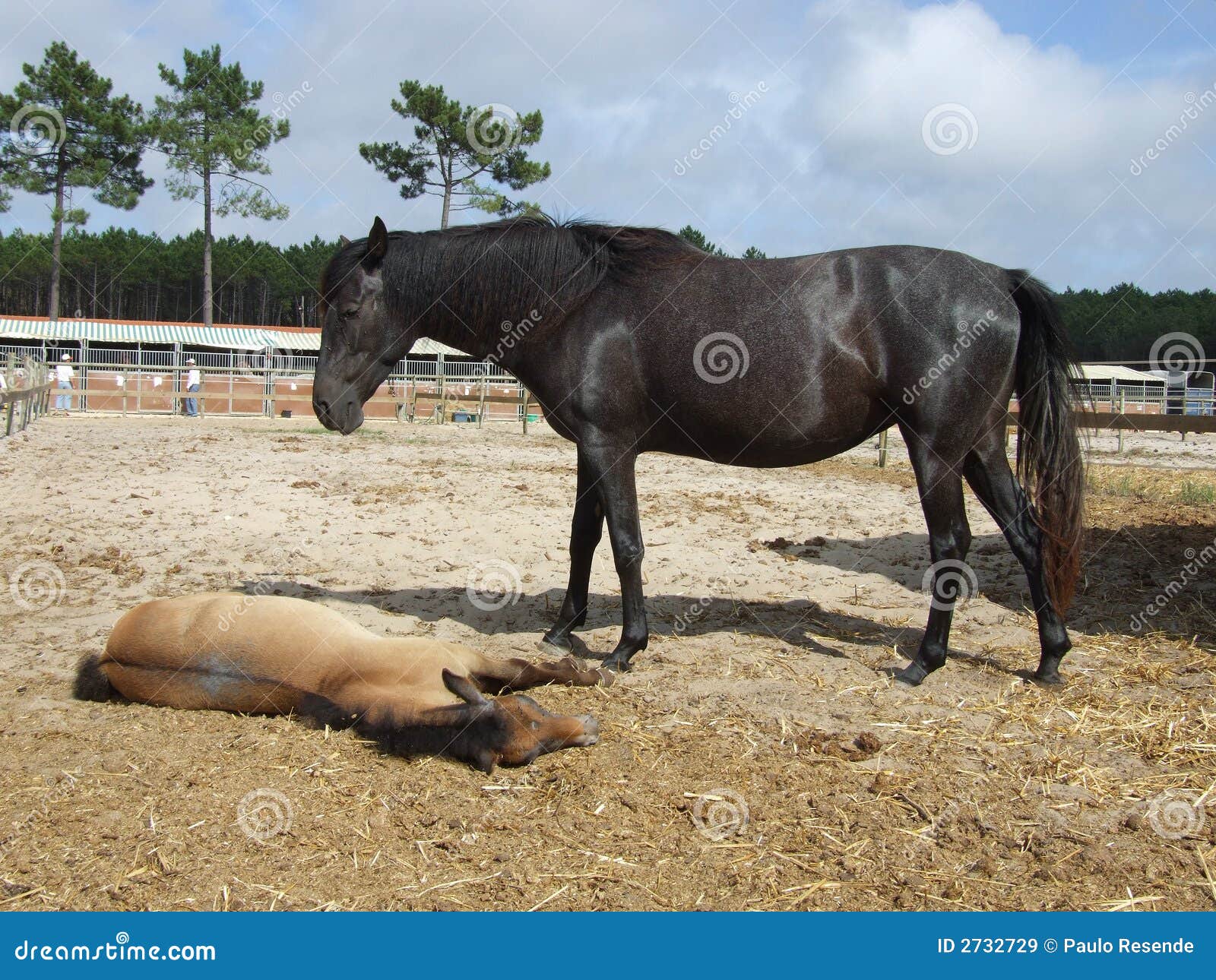 Female Horse Picture. Image: 2732729