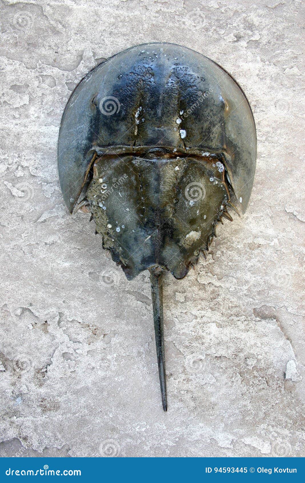 The Female Horseshoe Crab Limulus Polyphemus Stock Image - Image of ...