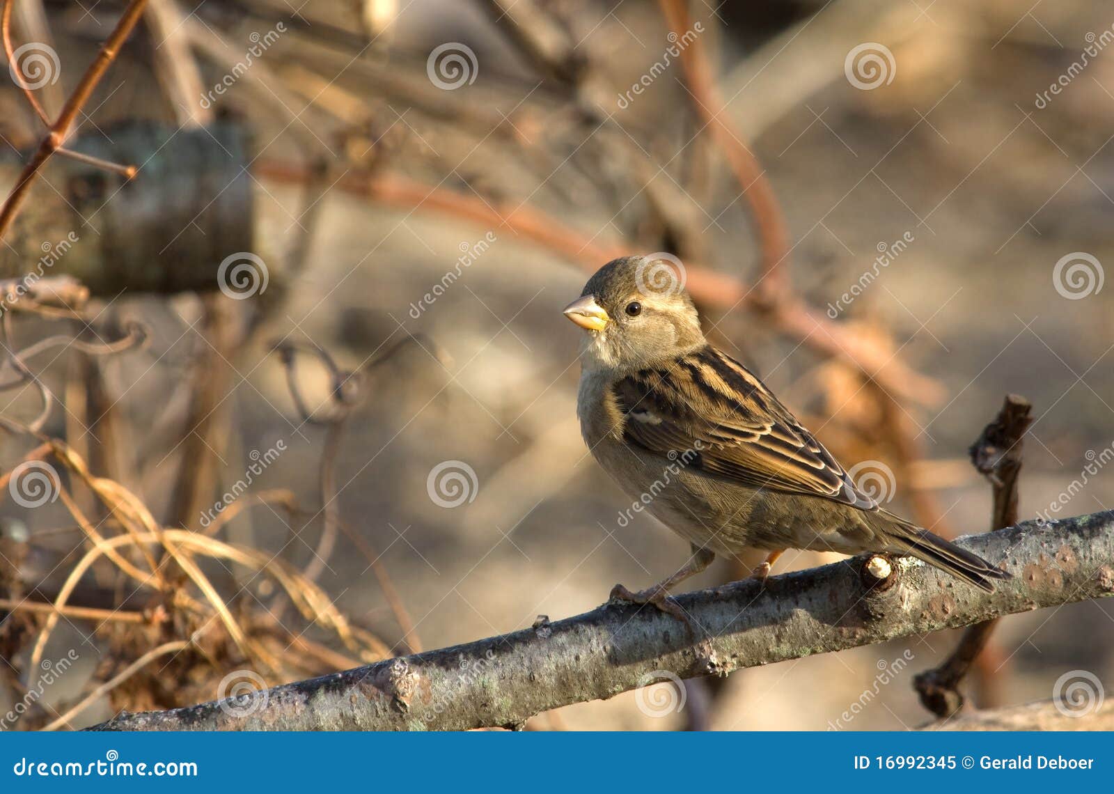 Female House Sparrow stock image. Image of invasive, brown - 16992345