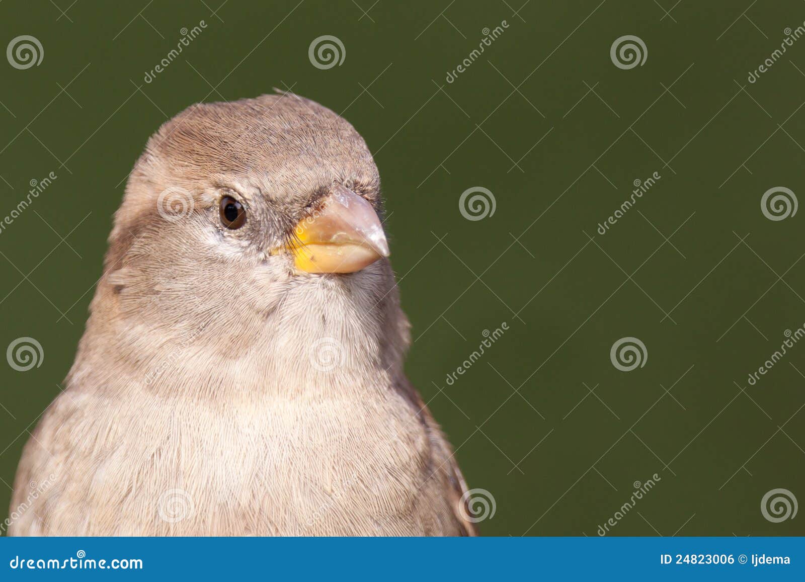 Female House Sparrow stock photo. Image of wings, feathers - 24823006