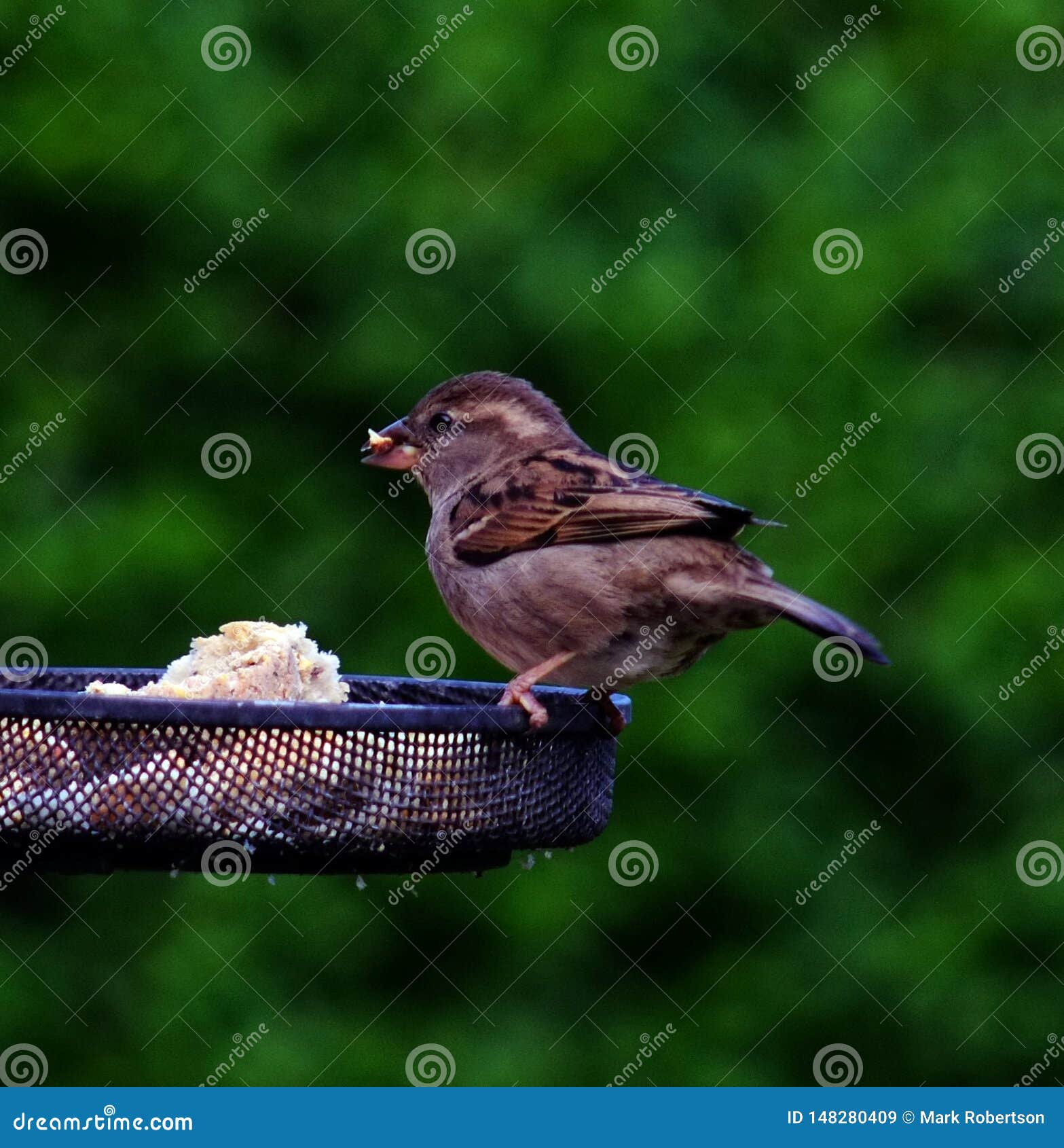 Female House Sparrow Feeding Showing Folded Wing Pattern Stock Image ...