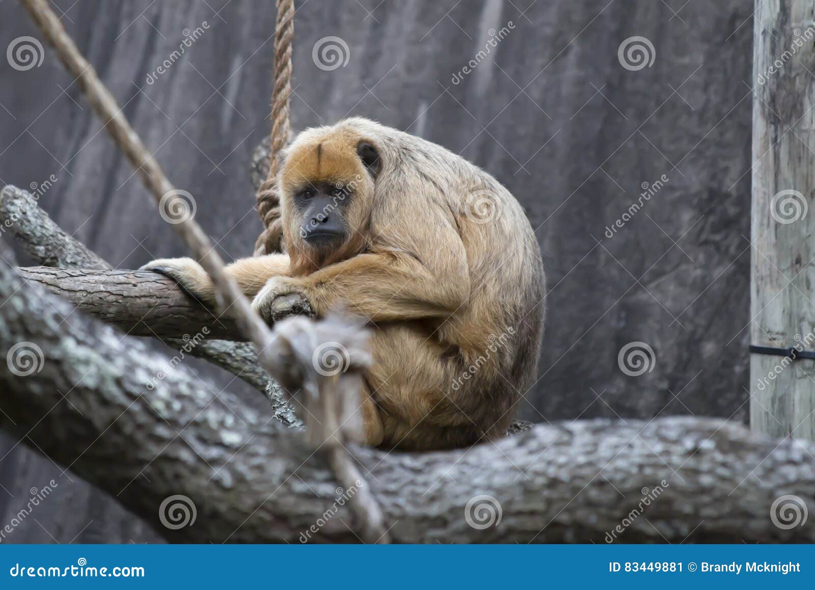 Female Howler Monkey stock image. Image of evolution - 83449881