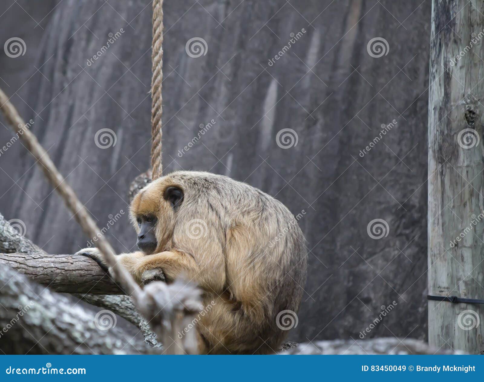 Female Howler Monkey stock image. Image of landscape - 83450049