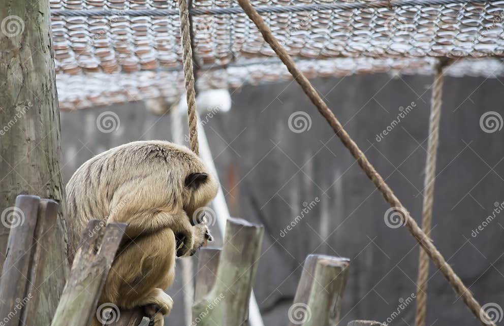 Female Howler Monkey stock image. Image of howling, brown - 83450179