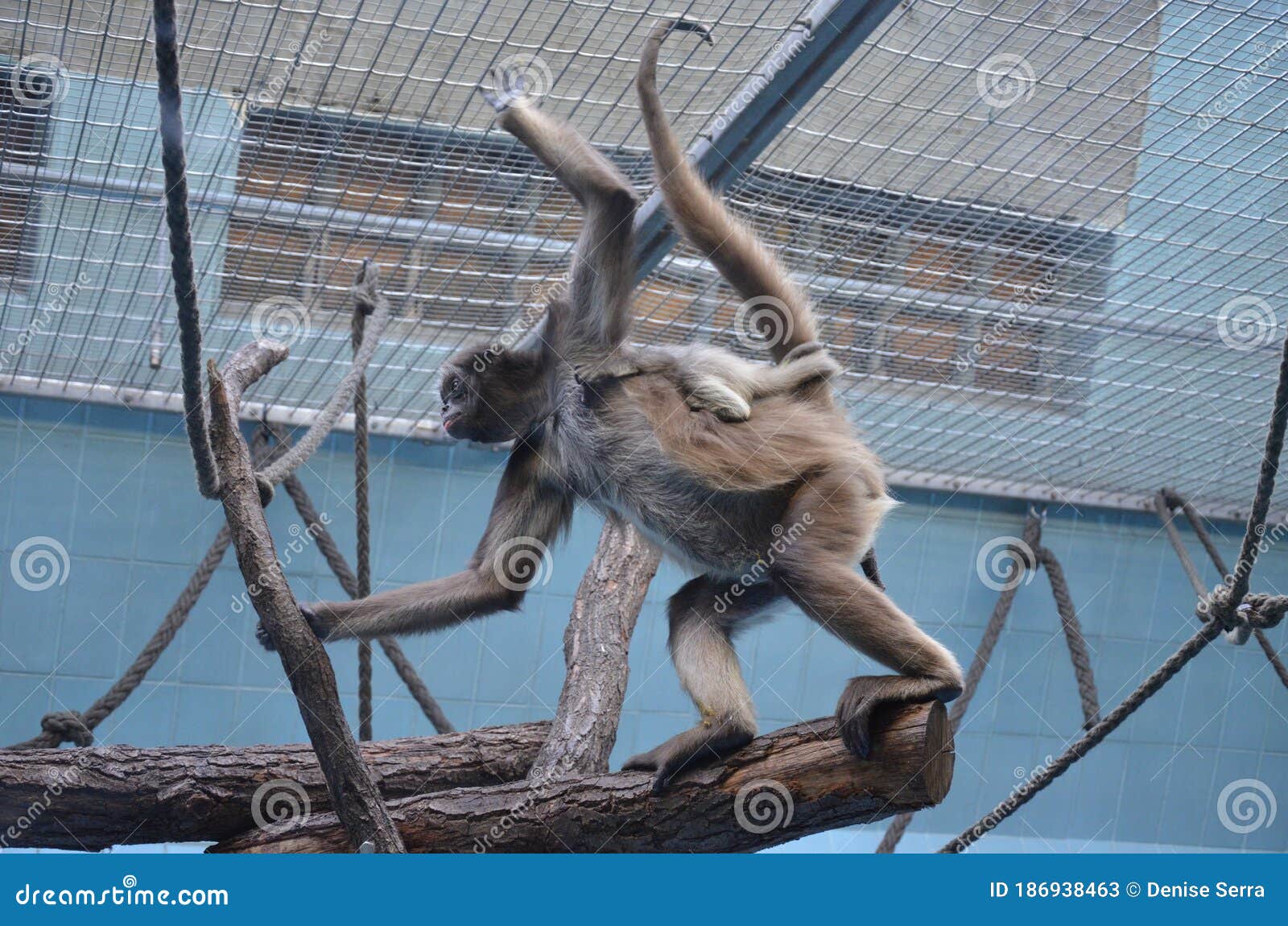 Female Howler Monkey, Zoo of Frankfurt Editorial Stock Photo - Image of ...