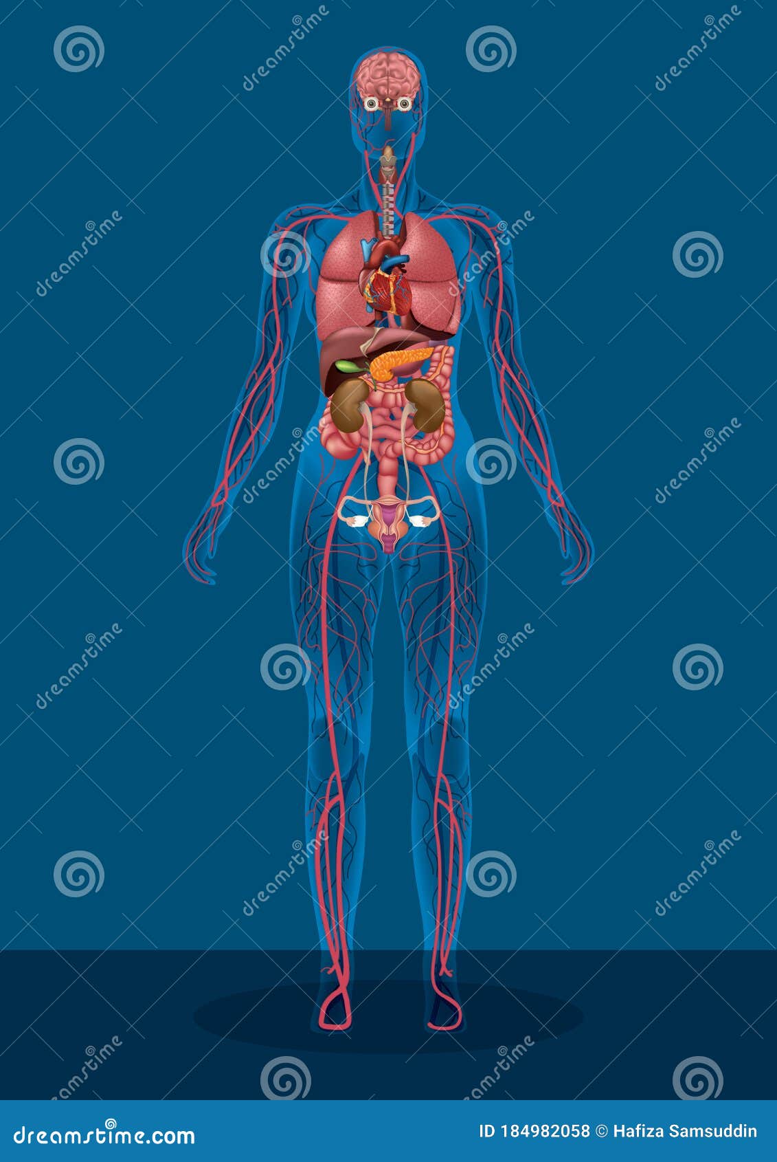 Female Human Body. Vector Illustration Decorative Design ...