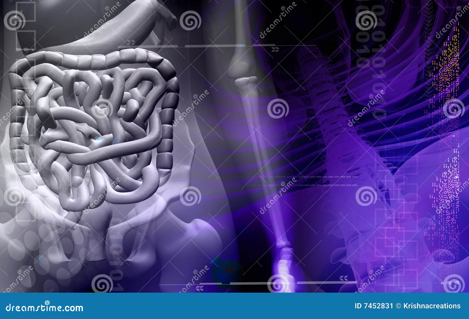 Female Human Digestive System Stock Illustration - Illustration of ...