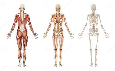 Female Human Muscles and Skeleton Stock Illustration - Illustration of ...