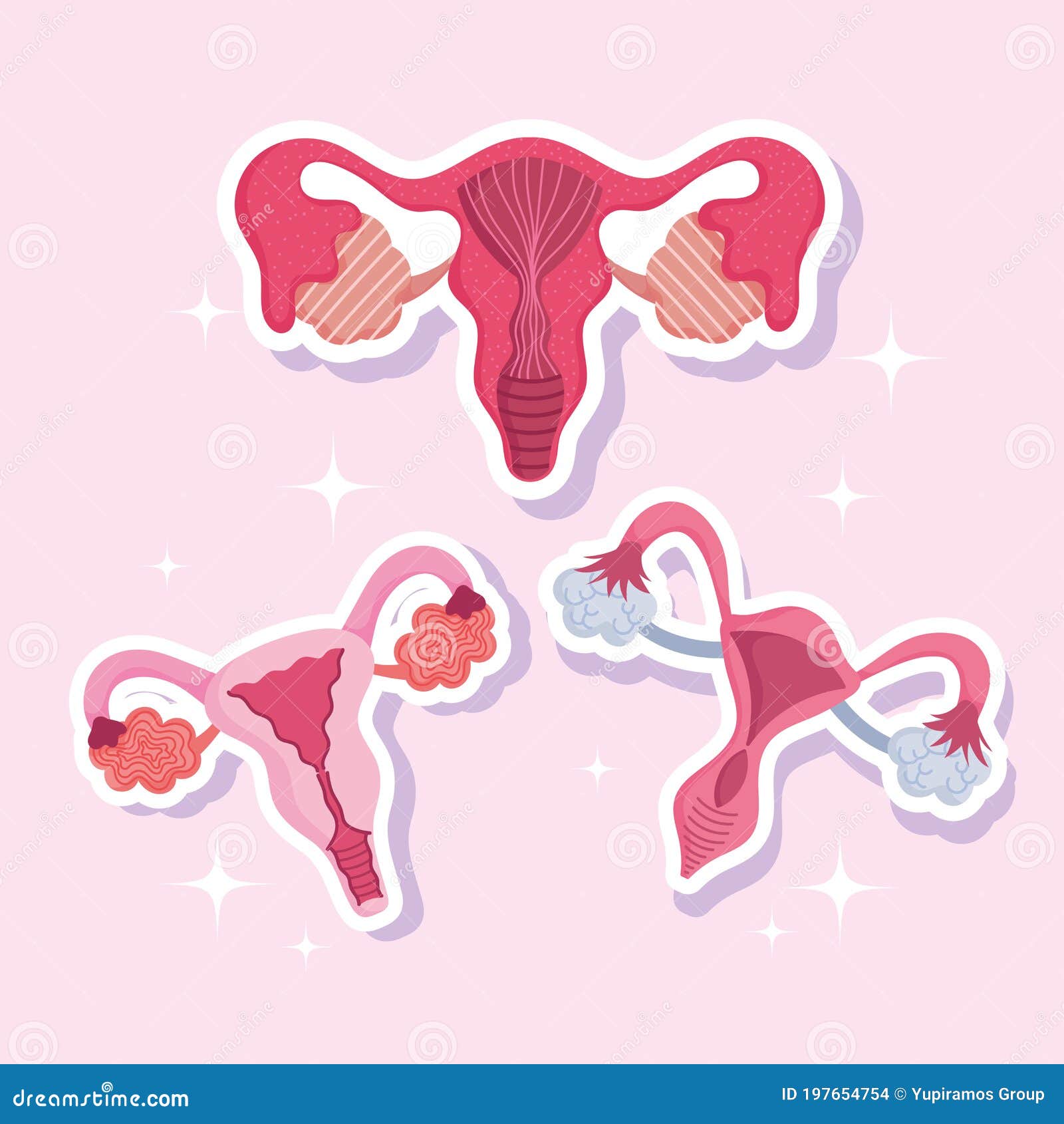 Female Human Reproductive System Anatomy Gynecology Women Set Uterus