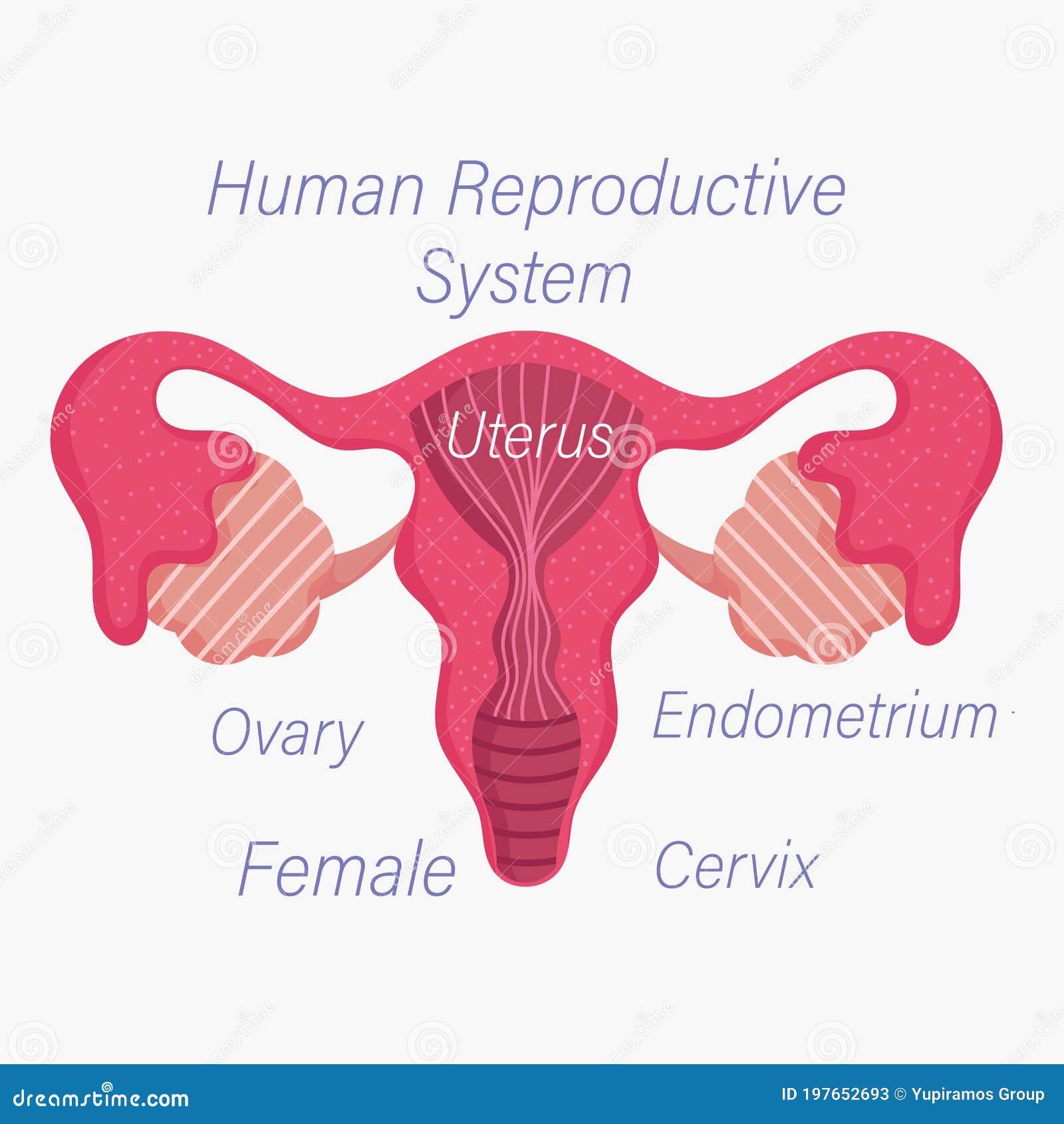 Female Human Reproductive System Organ Anatomy Diagram Stock Vector