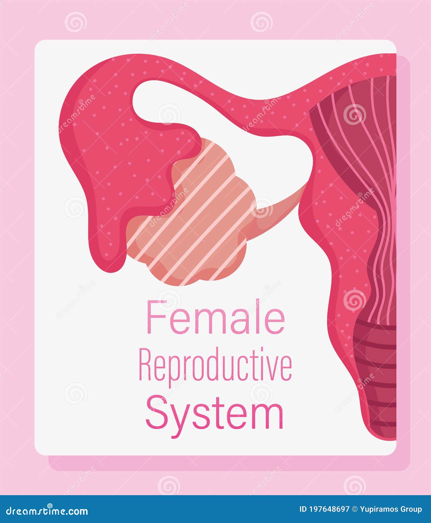 Female Human Reproductive System Women Physiology Health Stock Vector
