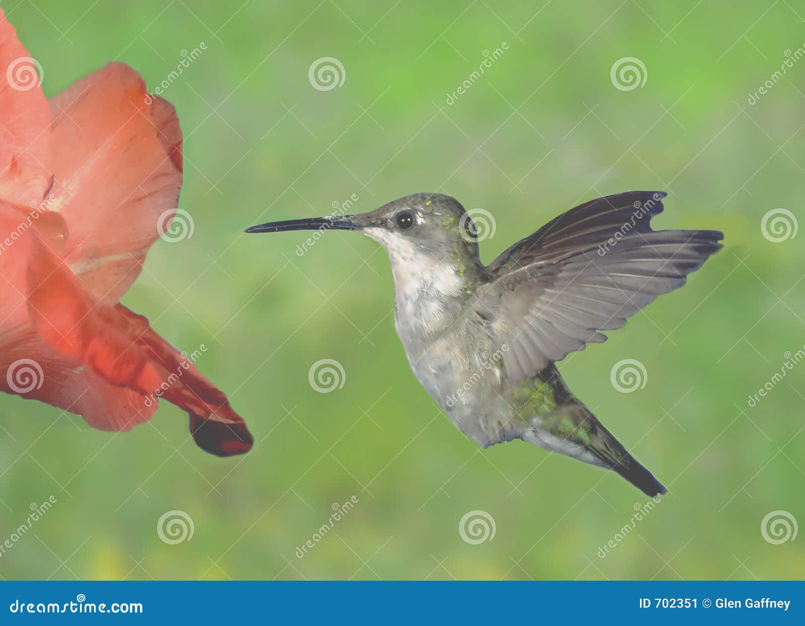 Female hummingbird stock image. Image of green, gladioli - 702351