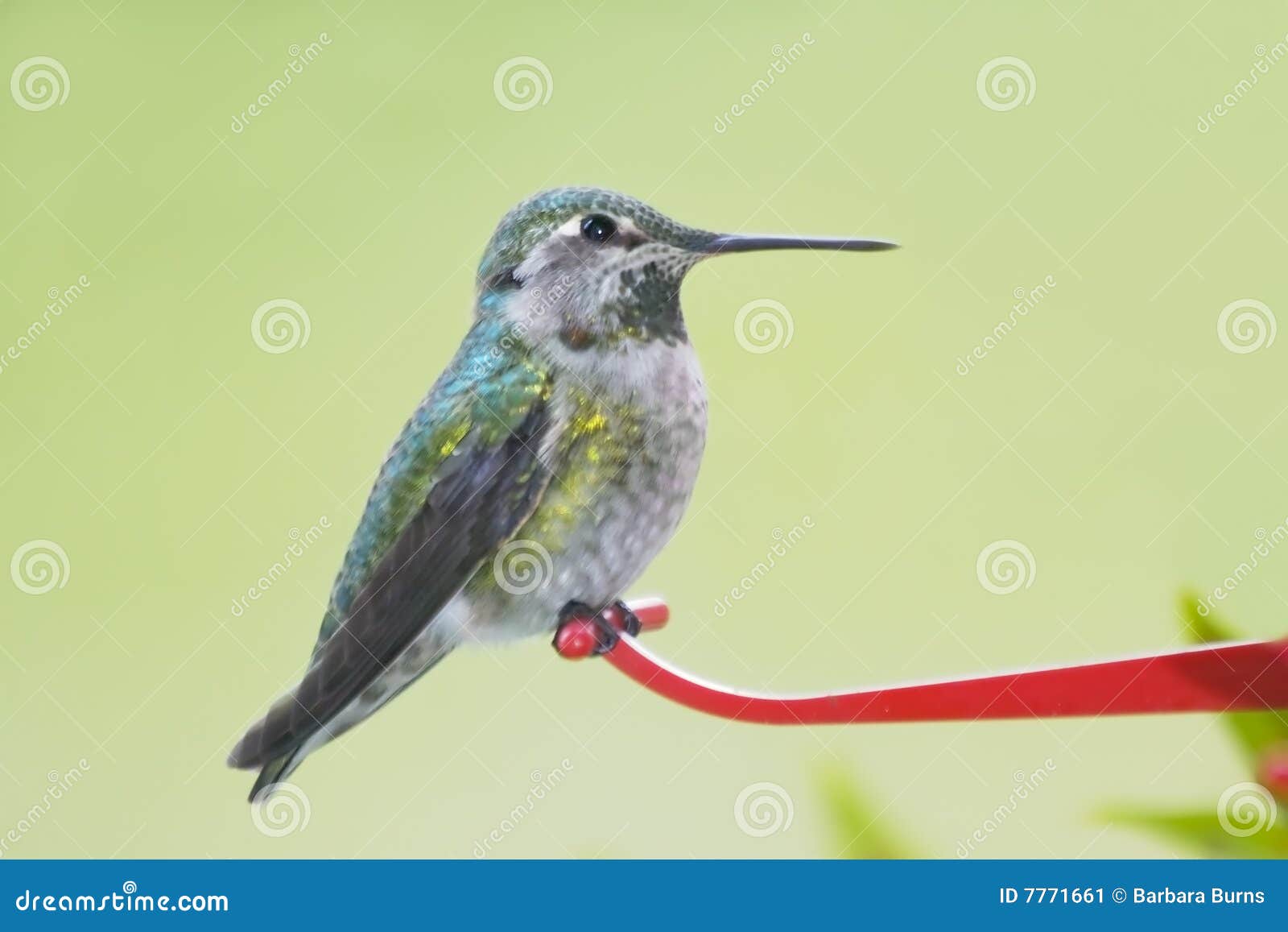 Female Hummingbird stock image. Image of iridescent, bird - 7771661