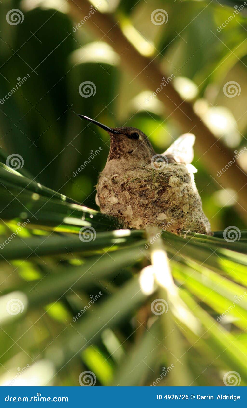 Female Hummingbird Perched stock photo. Image of long - 4926726